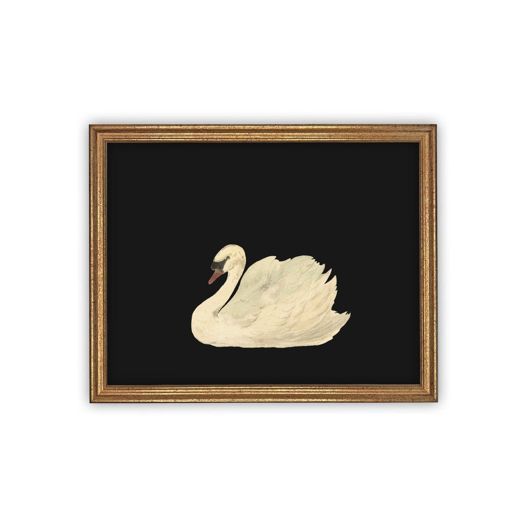 Black Swan Vintage Art – FOUND Arcadia