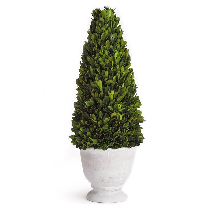 Boxwood Cone Topiary Tree – FOUND Arcadia