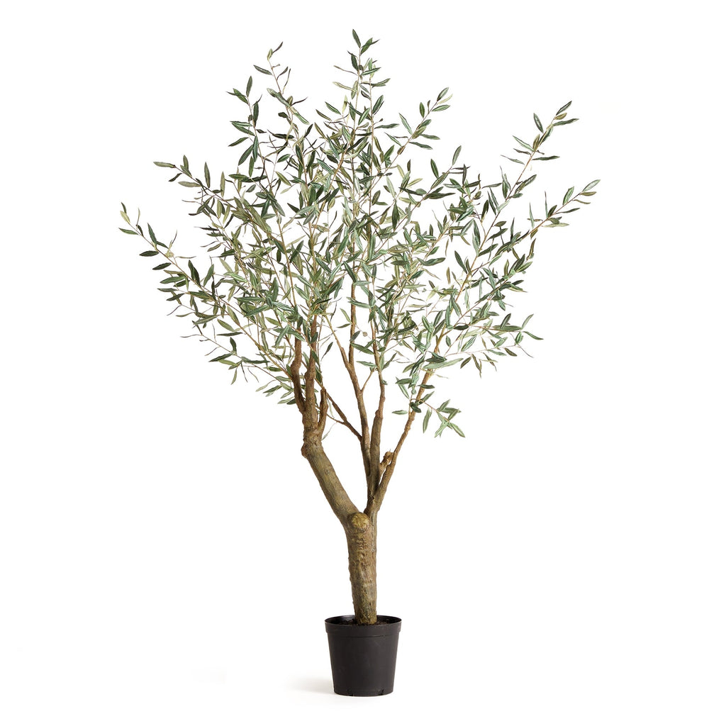 Grand Olive Tree Drop-In – FOUND Arcadia